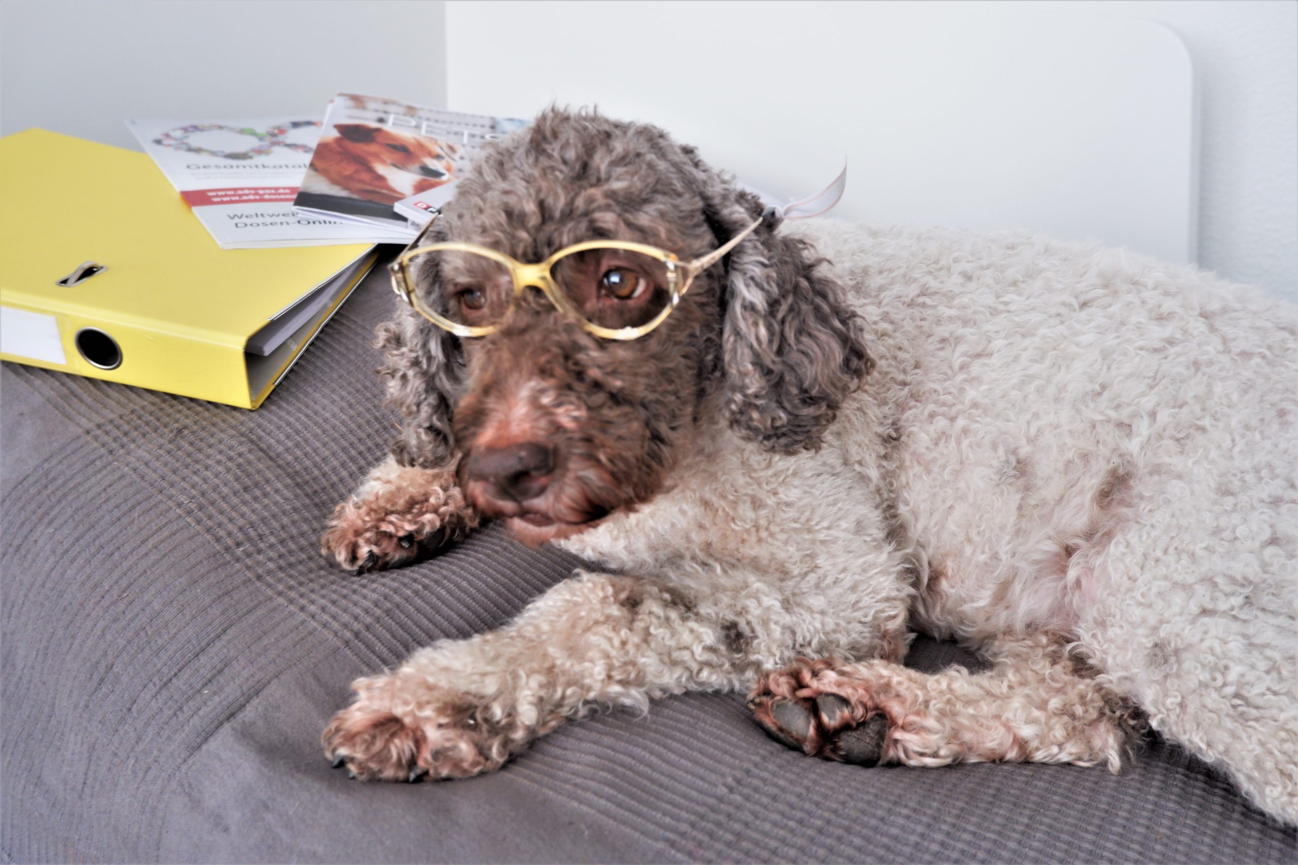 Hundepapiere und Unterlagen optimal organisieren: Eine Schritt-für ...