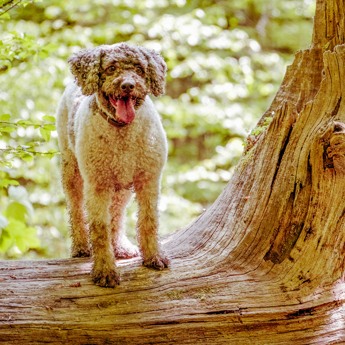 Foto-Galerie - Sukkys DogLife