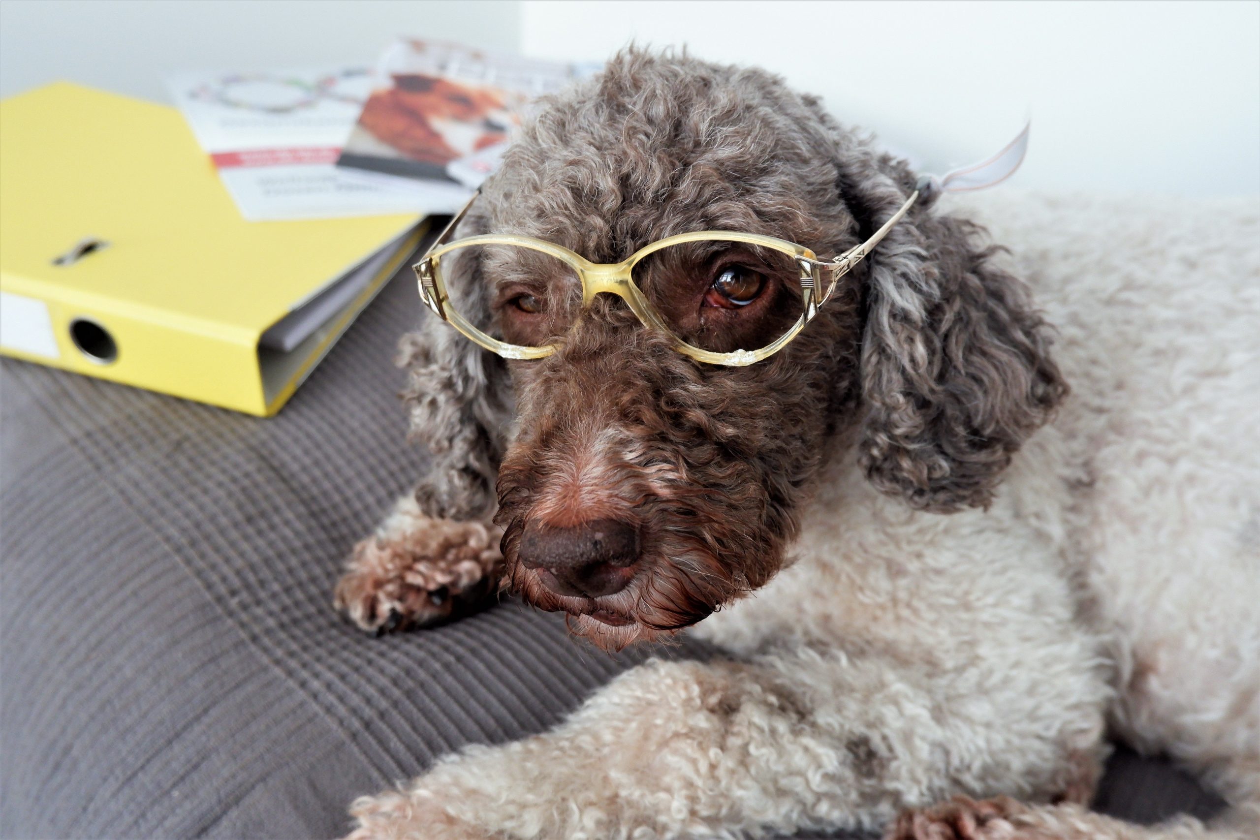 Zum Todestag von Thomas Mann - Sukkys DogLife