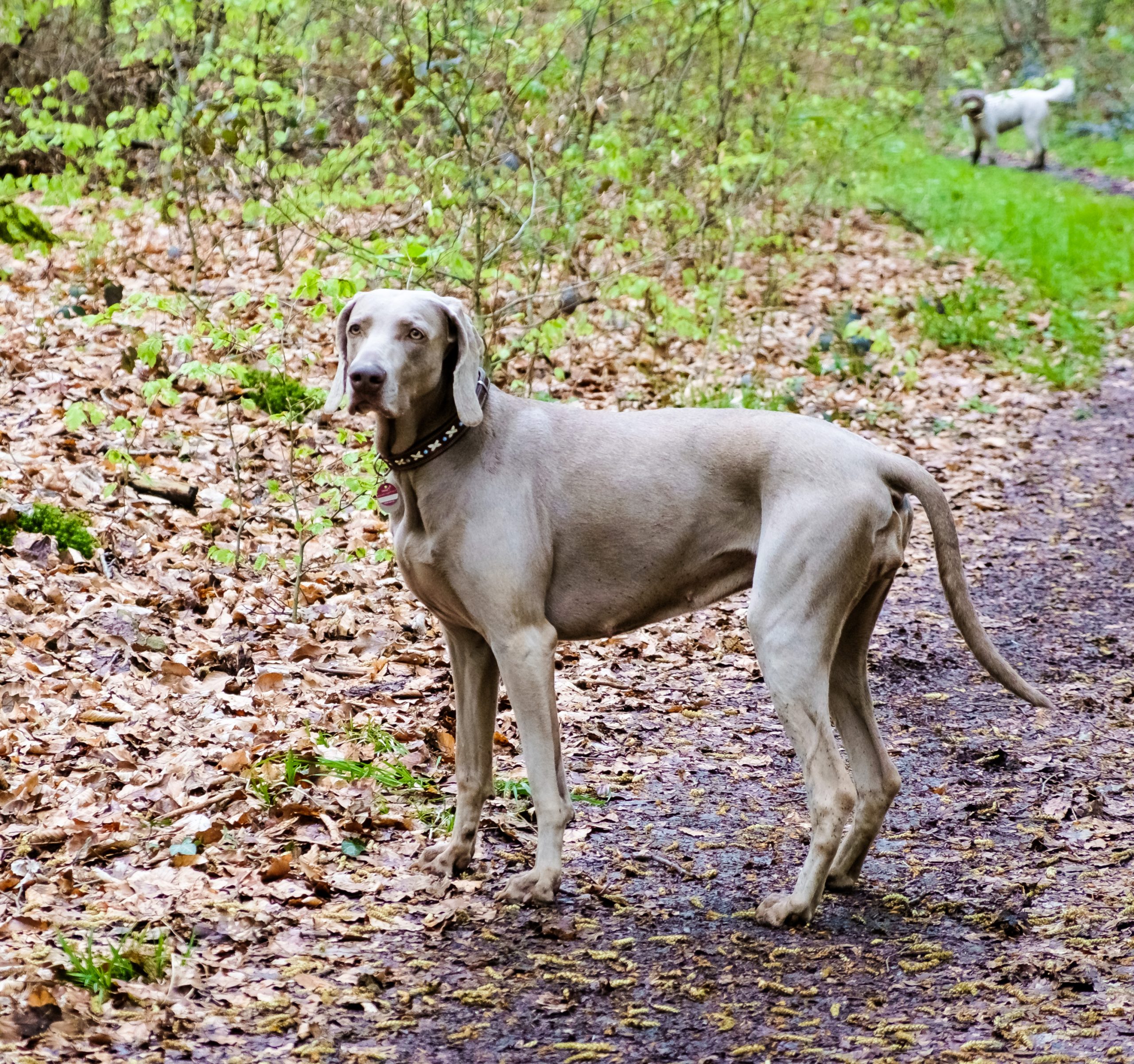 Die schönsten Fotos die wir erhielten - Sukkys DogLife